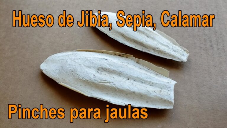 Consejos para colocar el hueso de jibia en la jaula de forma segura y ...
