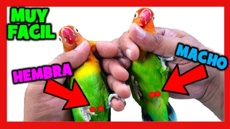 Diferencias clave para identificar el género de un inseparable: ¿Macho ...