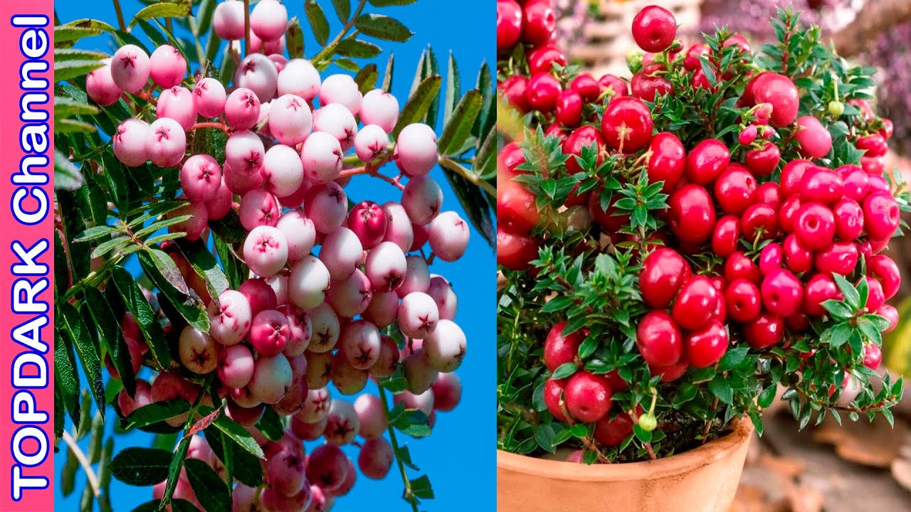 El árbol de los frutos pequeños y dulces: descubre la deliciosa cosecha ...