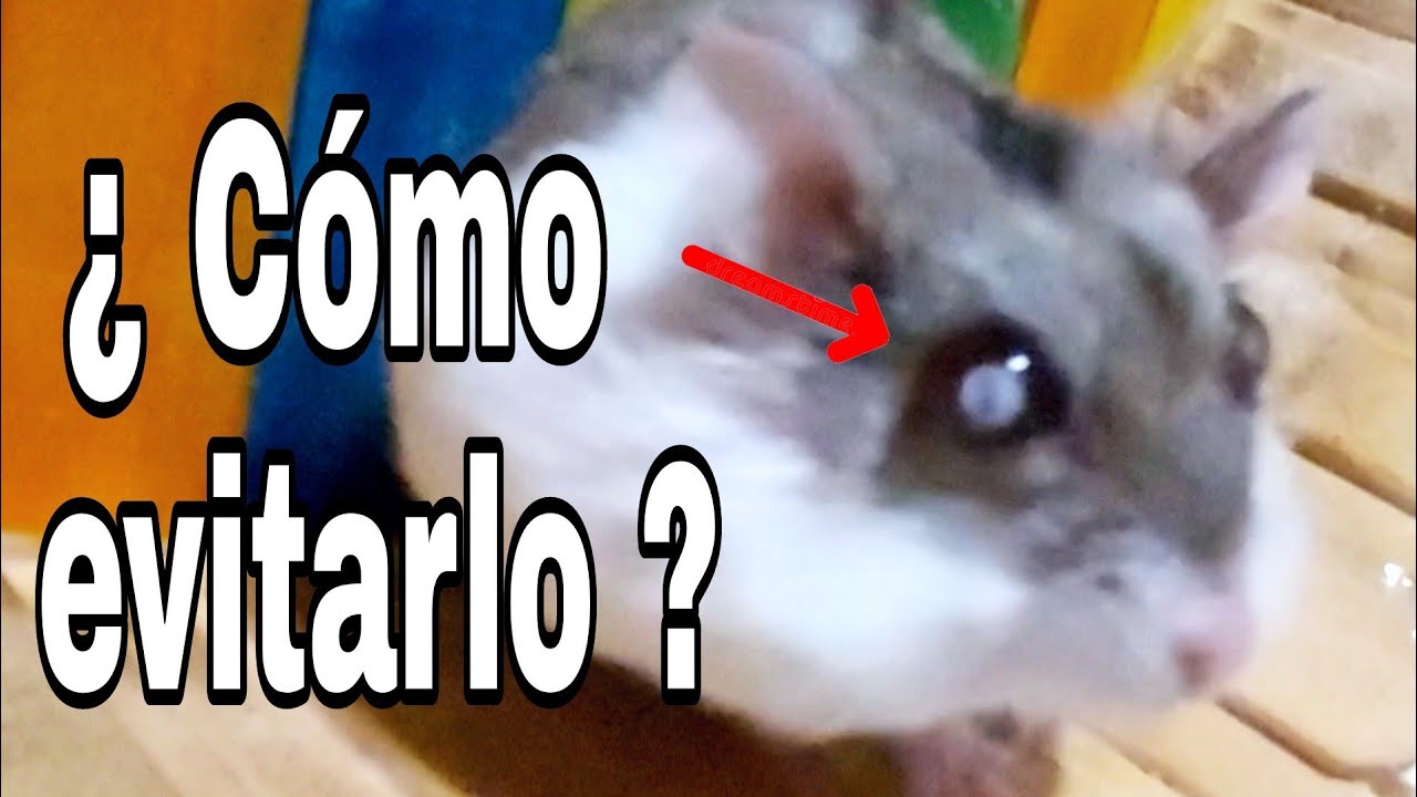 Hamster pierde un ojo: la impactante historia de supervivencia - Te Va ...