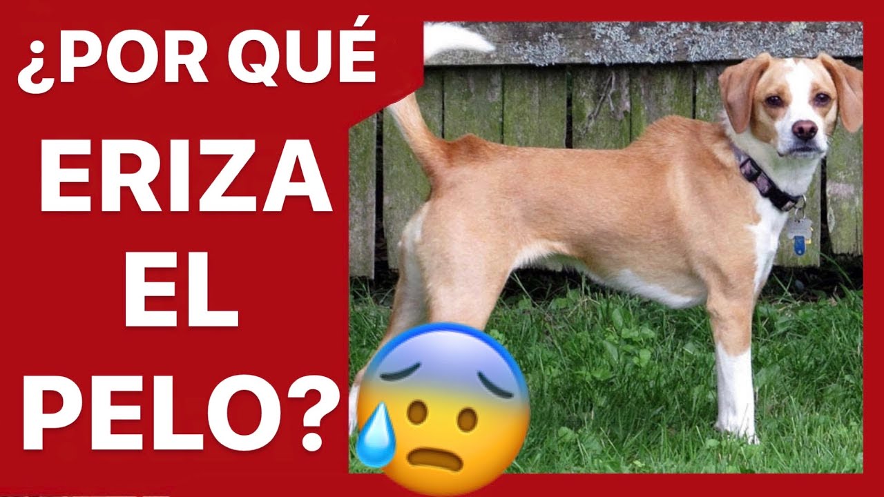 Pelo erizado en el lomo de mi perro: ¿Qué significa y cómo actuar? - Te ...
